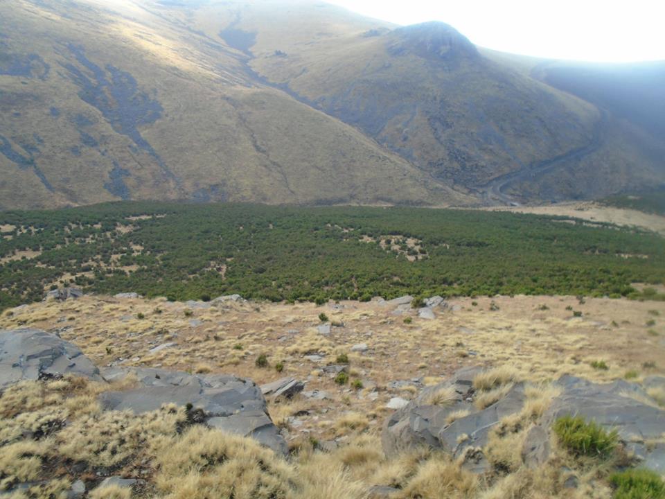 የጉና ተራራ ጥብቅ ስፍራ አደጋ ላይ ነው ተባለ | Mereja.com - Ethiopian Amharic News