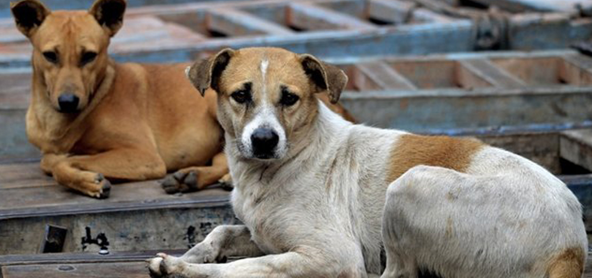 በ15 ቀናት ውስጥ 76 ሰዎች በወልድያ በእብድ ውሻ ተነከሱ | Mereja.com - Ethiopian Amharic News